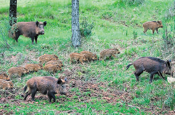 Hunterslife : Το νέο δυναμικό forum κυνηγετικού ενδιαφέροντος | iHunt
